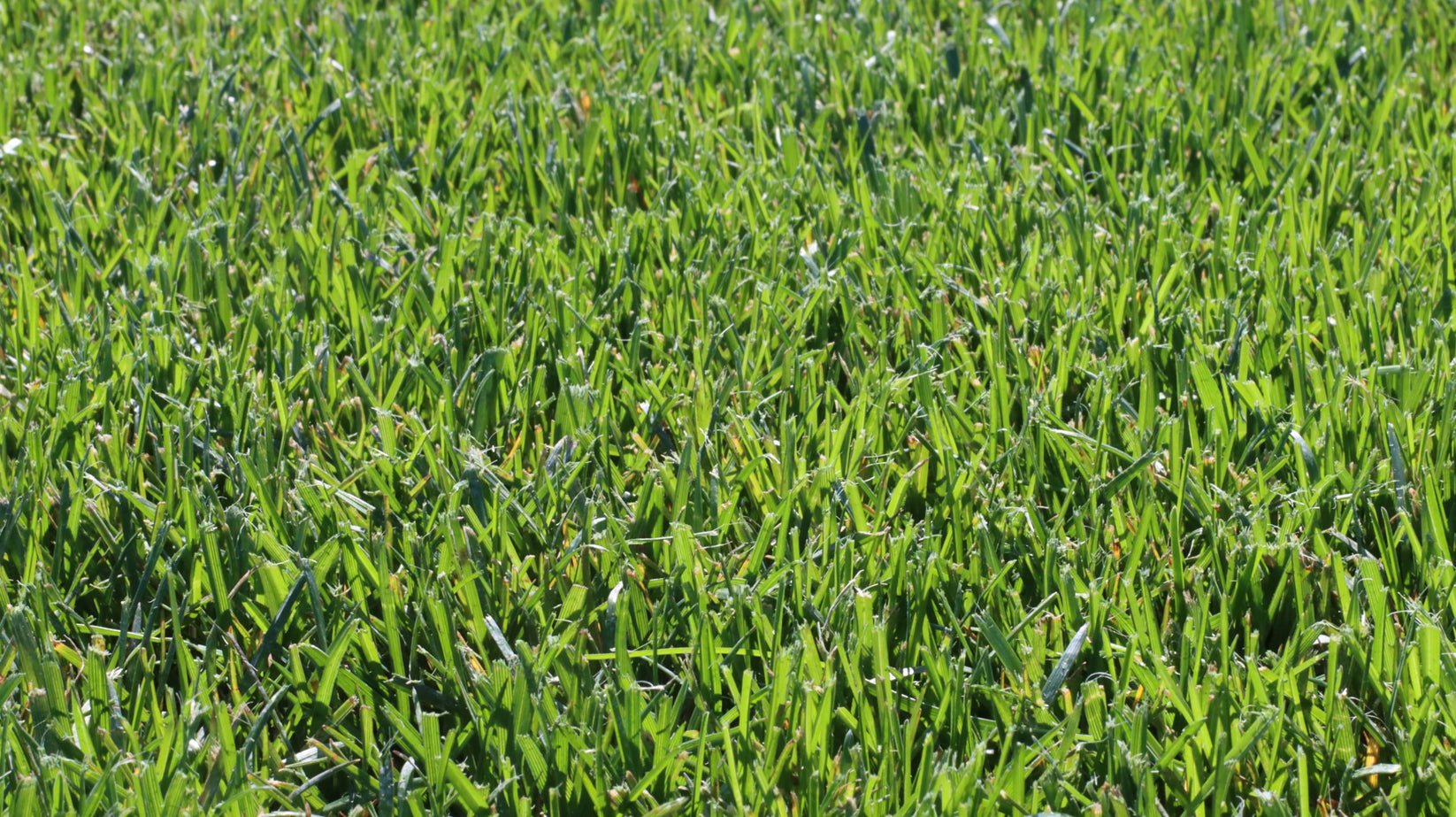 Black Beauty Sod – East Coast Sod
